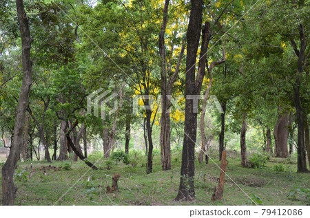 Sandalwood Tree Forest