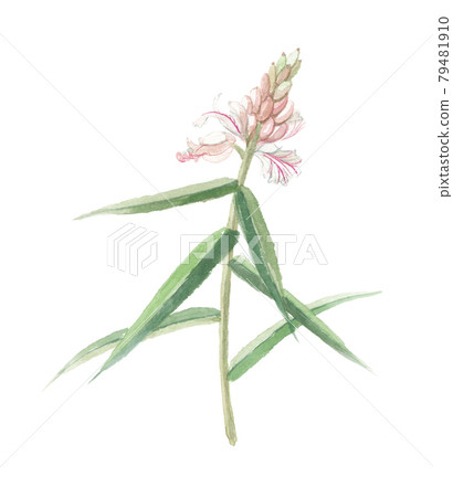 Yakuchi Masuchi no Hana - Stock Illustration [79481910] - PIXTA