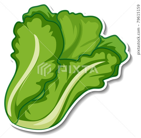 Lettuce sticker on white background - Stock Illustration [79615159] - PIXTA