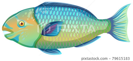 Parrotfish in cartoon style isolated on white... - Stock Illustration ...
