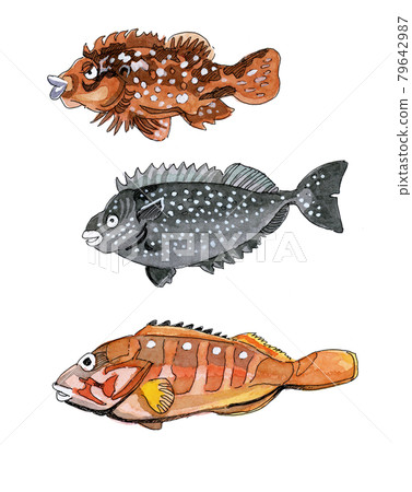 3 species of fish Scorpion fish Aigo Akahata - Stock Illustration ...