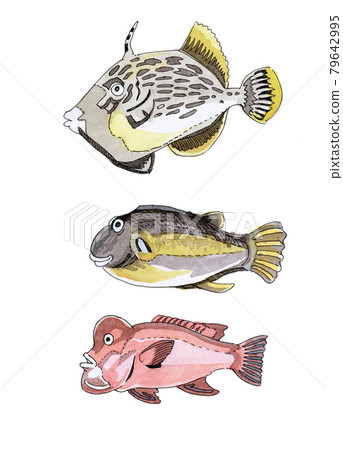 3 species of fish Kawahagi Kitamakura Kobudai - Stock Illustration ...
