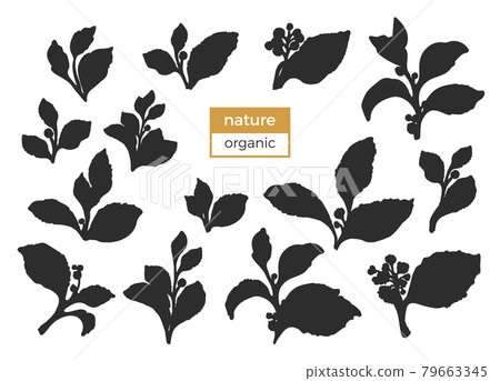 Vector set of mate tea tree branches - Stock Illustration [79663345 ...