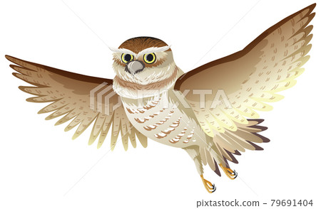 Owl bird in flying pose isolated - Stock Illustration [79691404] - PIXTA