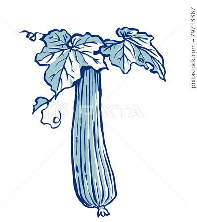 rag gourd, sponge cucumber, sponge gourd - Stock Illustration [79713367 ...