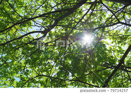 Komorebi from the trees - Stock Photo [79714257] - PIXTA