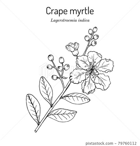 Crape myrtle, or crepeflower Lagerstroemia... - Stock Illustration ...