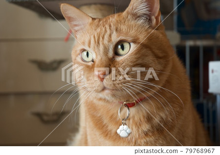 Tea tiger pattern cat - Stock Photo [79768967] - PIXTA