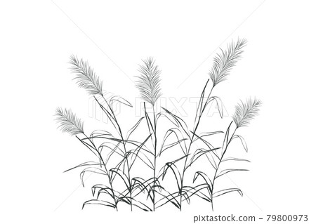 Vector hand drawing sketch with reeds. - Stock Illustration [79800973 ...