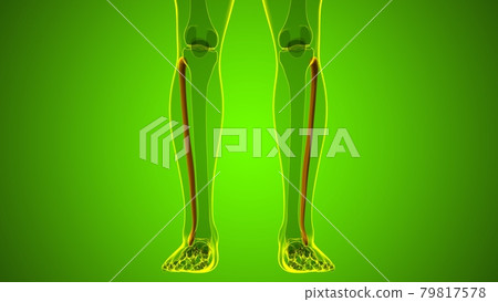 Human skeleton anatomy Fibula Bone 3D Rendering - Stock Illustration ...