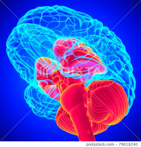 Human Brain inner parts Anatomy For Medical... - Stock Illustration ...