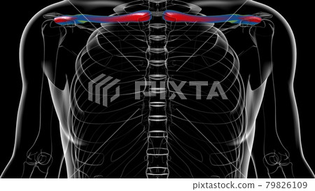 Human skeleton anatomy Clavicle Bones 3D Rendering - Stock Illustration ...