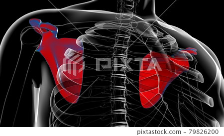 Human skeleton anatomy Scapula Bone 3D Rendering - Stock Illustration ...