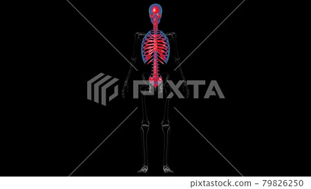 Human Skeleton Axial Skeleton Anatomy 3D - Stock Illustration [79826250 ...