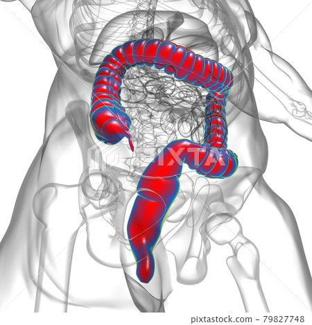 Large Intestine 3D Illustration Human Digestive... - Stock Illustration ...
