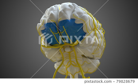 Brain Orbital gyrus Anatomy For Medical Concept 3D - Stock Illustration ...