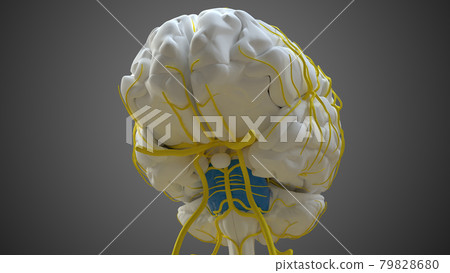 Brain pons Anatomy For Medical Concept 3D - Stock Illustration ...