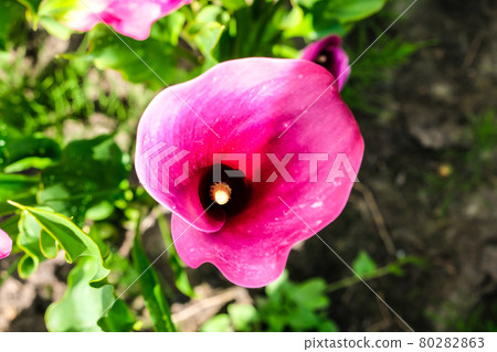 Close up of colorful flowering Calla lily,...-照片素材（圖片） [80282863] - PIXTA圖庫