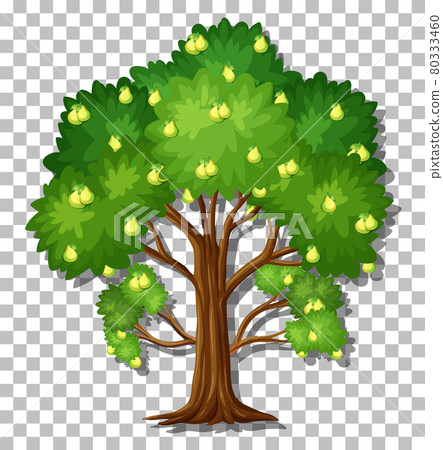 Pear tree on transparent background - Stock Illustration [80333460] - PIXTA