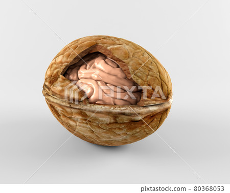 Brain in nuts on gray background - Stock Illustration [80368053] - PIXTA