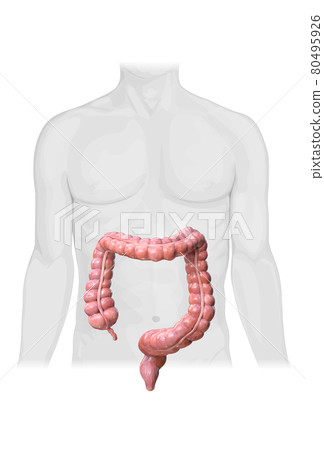 Colon anatomy on white background, human body,... - Stock Illustration ...