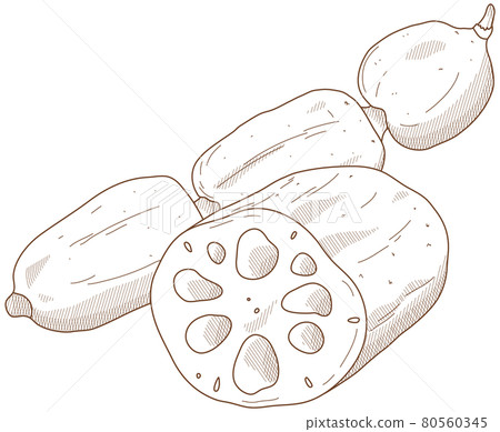 Lotus root - Stock Illustration [80560345] - PIXTA