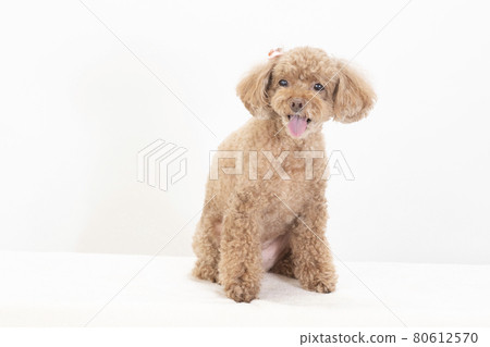 Why Do Poodles Smile