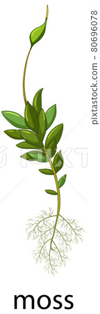 Moss in cartoon style isolated on white background - Stock Illustration ...