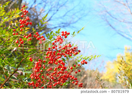 Fruit of Nanten - Stock Photo [80781979] - PIXTA