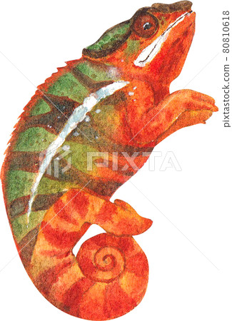 Chameleon watercolor - Stock Illustration [80810618] - PIXTA