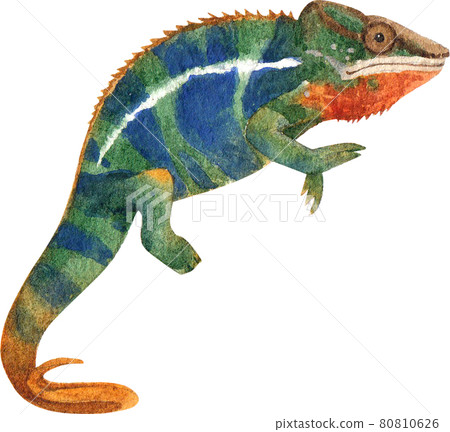 Chameleon watercolor - Stock Illustration [80810626] - PIXTA