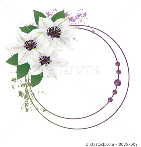 Clematis flower illustration frame - Stock Illustration [80857602] - PIXTA