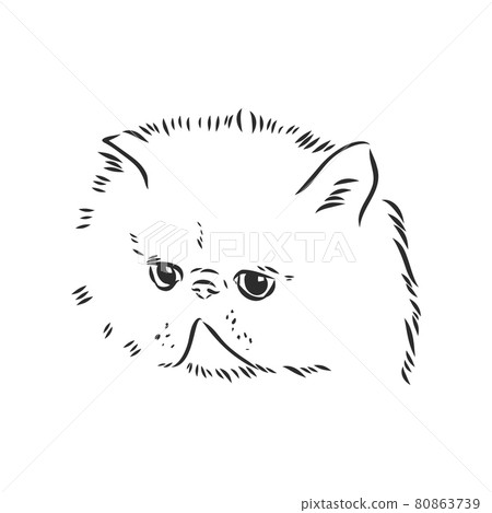 Hand drawing Persian cat persian cat vector sketch - Stock Illustration ...