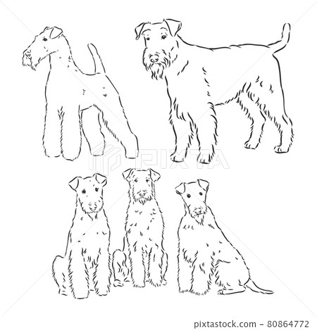 Airedale Terrier Dog. hand drawn. Vector... - Stock Illustration ...