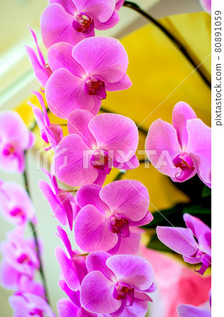 Gorgeous Phalaenopsis orchid, July 20, Japan - Stock Photo [80891059 ...