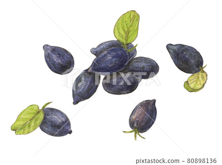 Haskap hand-drawn analog illustration - Stock Illustration [80898136 ...