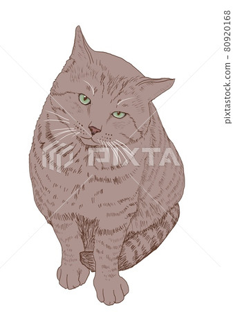 Cat catch illustration - Stock Illustration [80920168] - PIXTA