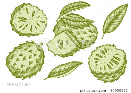 Vector set of hand drawn pastel soursop - Stock Illustration [80959812 ...