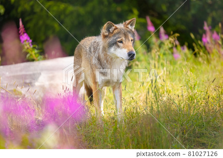 Adult Grey Wolf