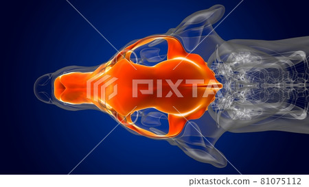 Cranium Bones Dog skeleton Anatomy For Medical... - Stock Illustration ...