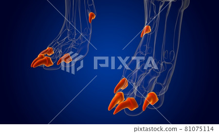 Distal Phalanx Bones Dog skeleton Anatomy For... - Stock Illustration ...