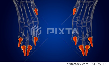 Distal Phalanx Bones Dog skeleton Anatomy For... - Stock Illustration ...