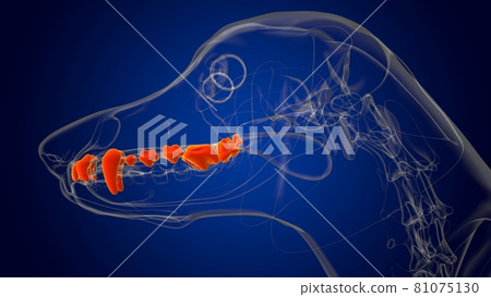 Dog upper teeth Anatomy For Medical Concept 3D - Stock Illustration ...