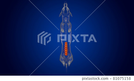 Lumbar Vertebrae Bones Dog skeleton Anatomy For... - Stock Illustration ...