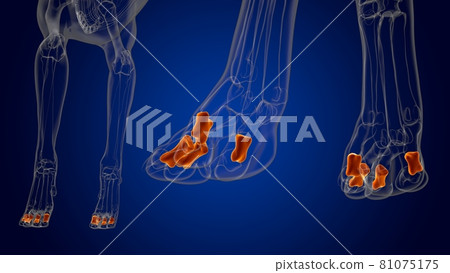 Middle Phalanx Bones Dog skeleton Anatomy For... - Stock Illustration ...