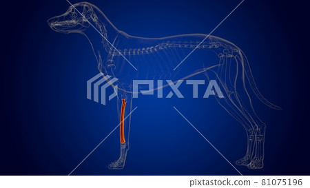 Radius Bones Dog skeleton Anatomy For Medical... - Stock Illustration ...
