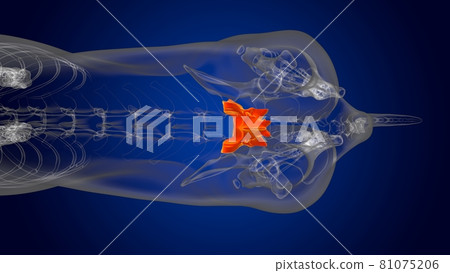 Sacrum Bone Dog skeleton Anatomy For Medical... - Stock Illustration ...