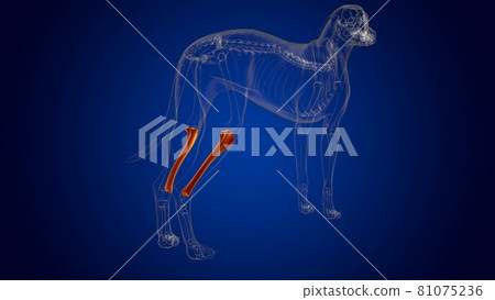 Tibia Bones Dog skeleton Anatomy For Medical... - Stock Illustration ...