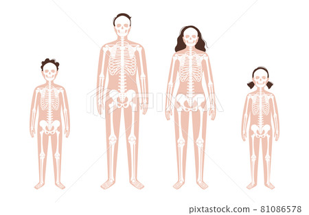 Human skeleton concept - Stock Illustration [81086578] - PIXTA