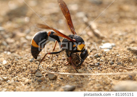 A wasp that rolls a mud dumpling - Stock Photo [81105151] - PIXTA